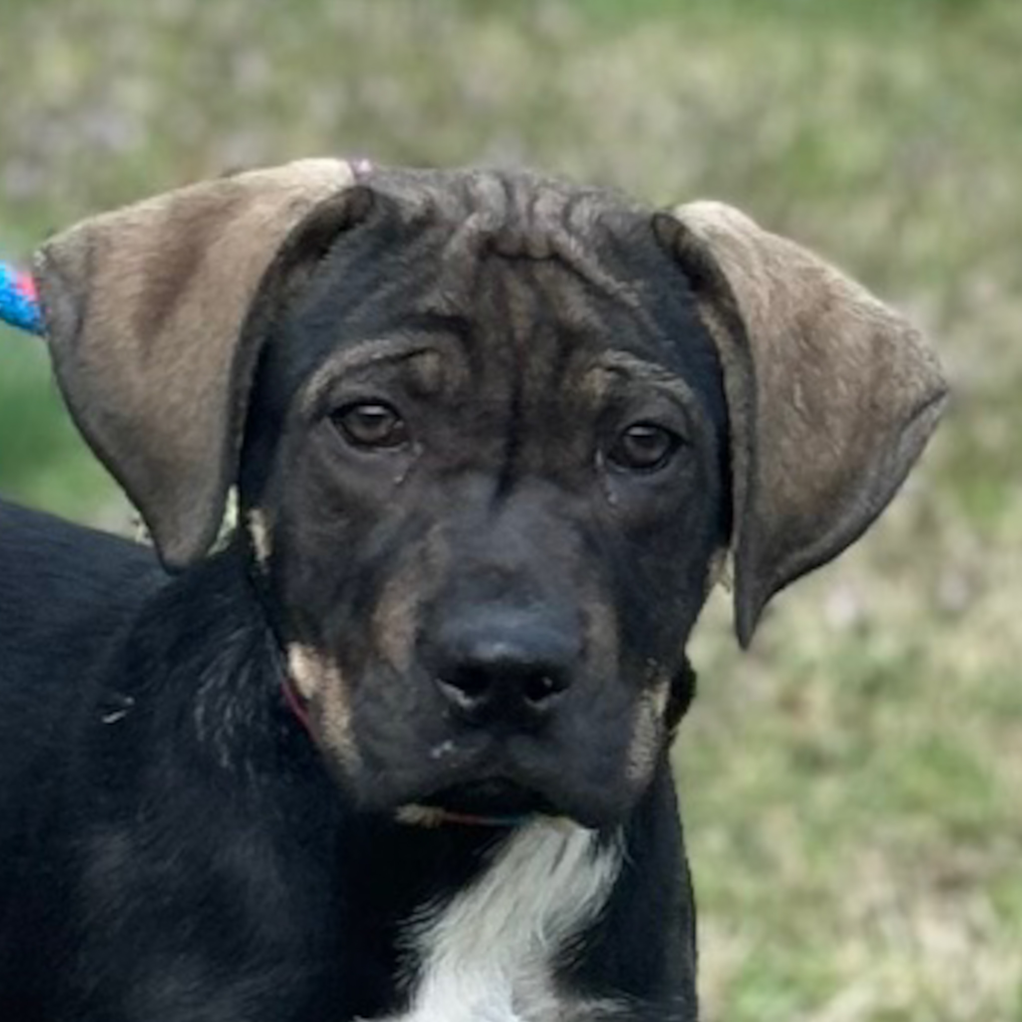 Crossing Paths Animal Rescue | Partners