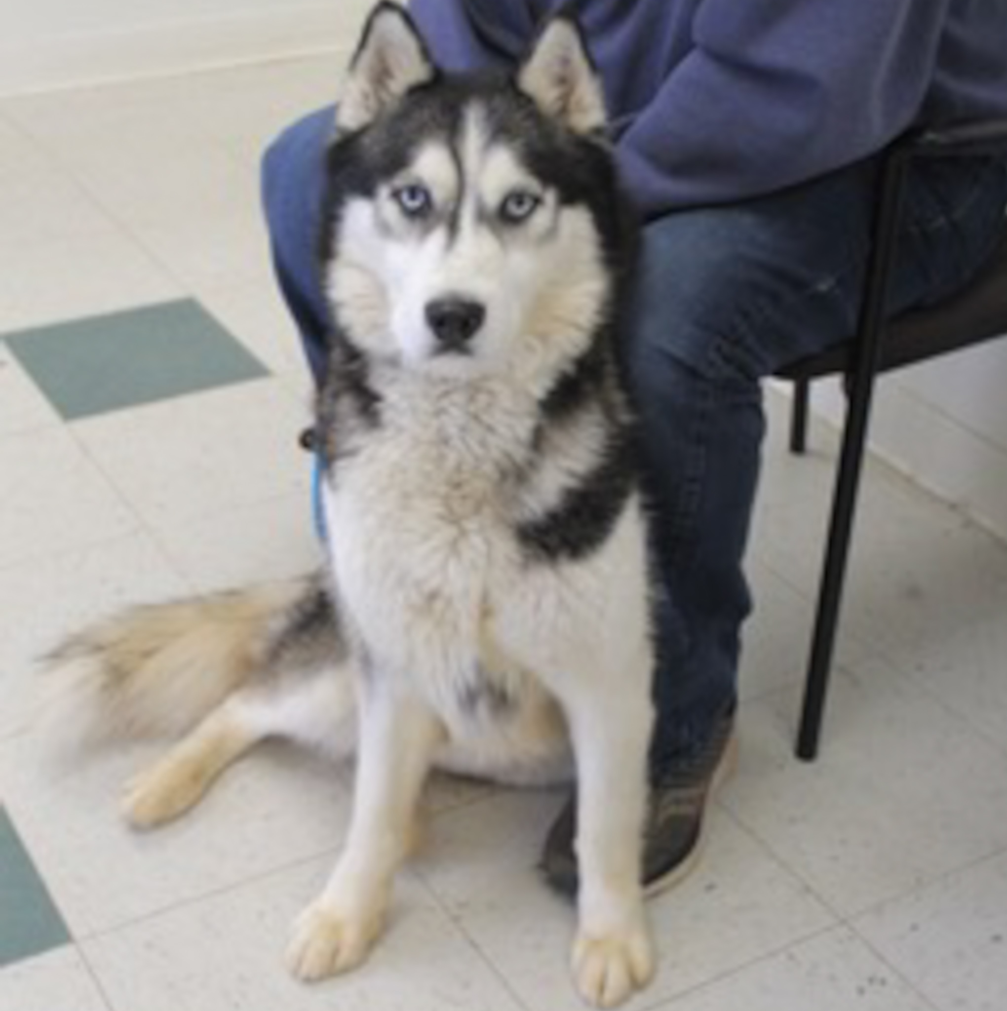 Crossing Paths Animal Rescue | Hope Dogs