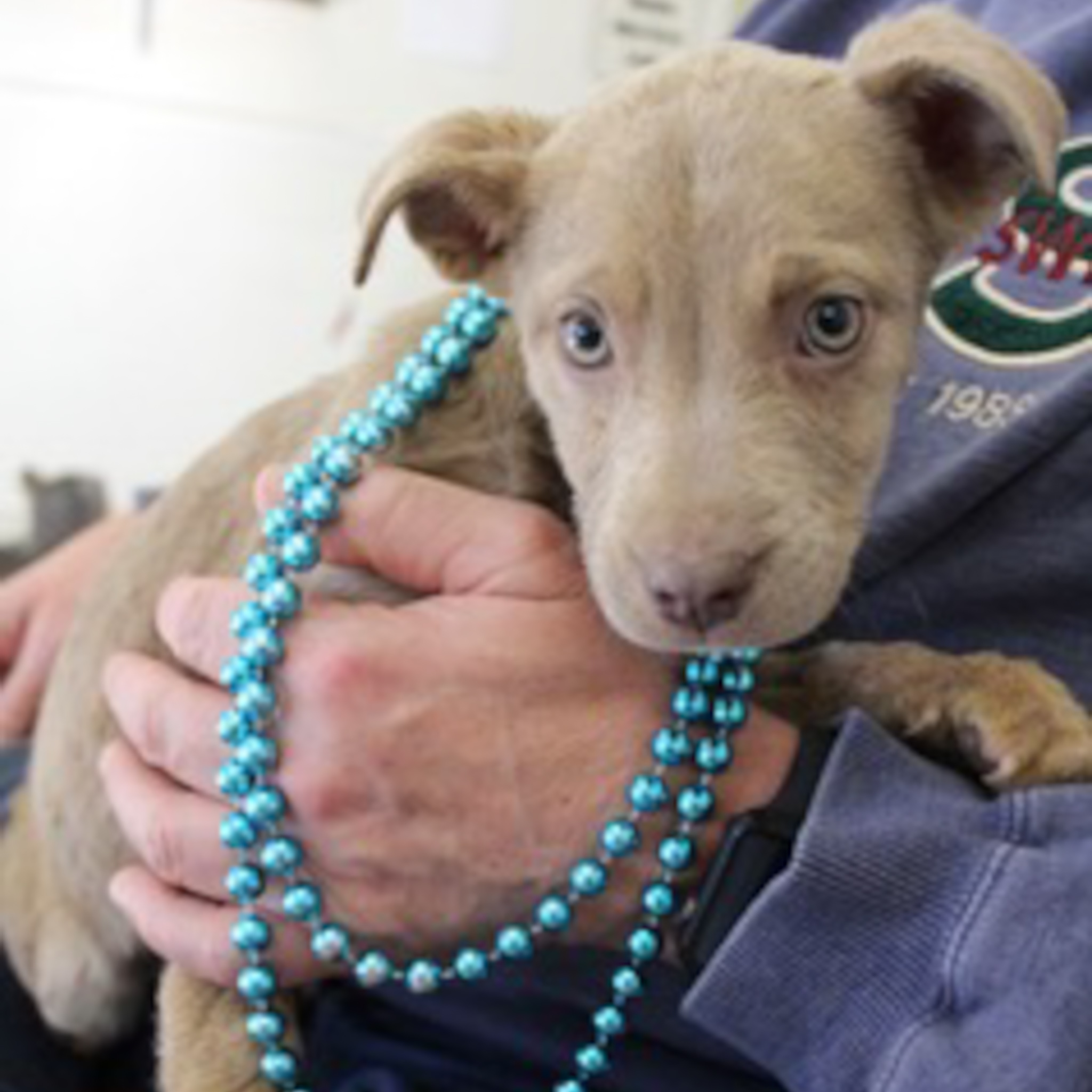 Crossing Paths Animal Rescue | Hope Dogs