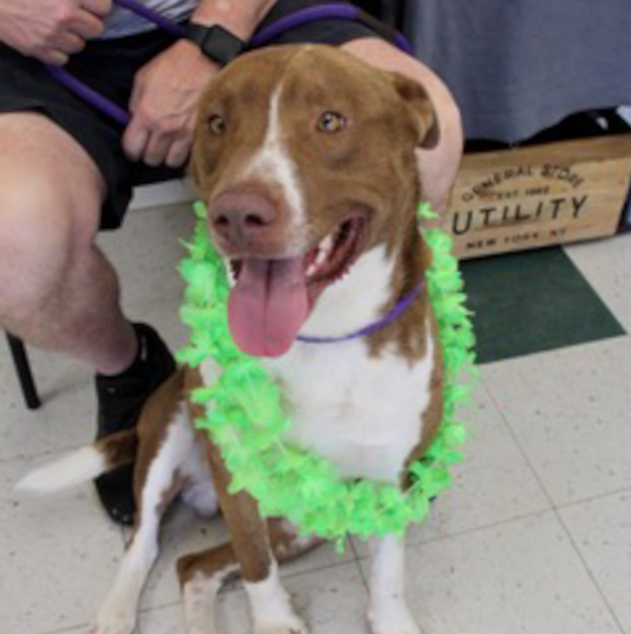 Crossing Paths Animal Rescue | Hope Dogs