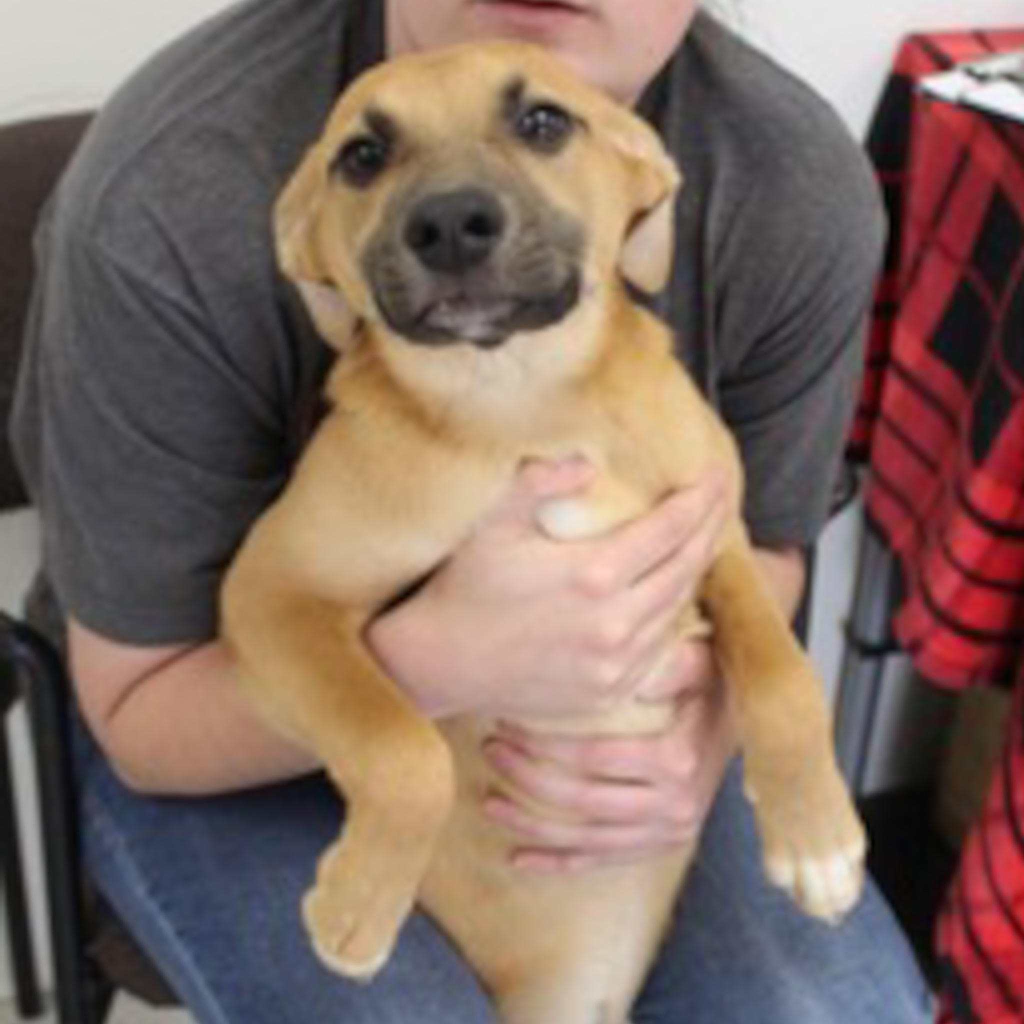 Crossing Paths Animal Rescue | Hope Dogs