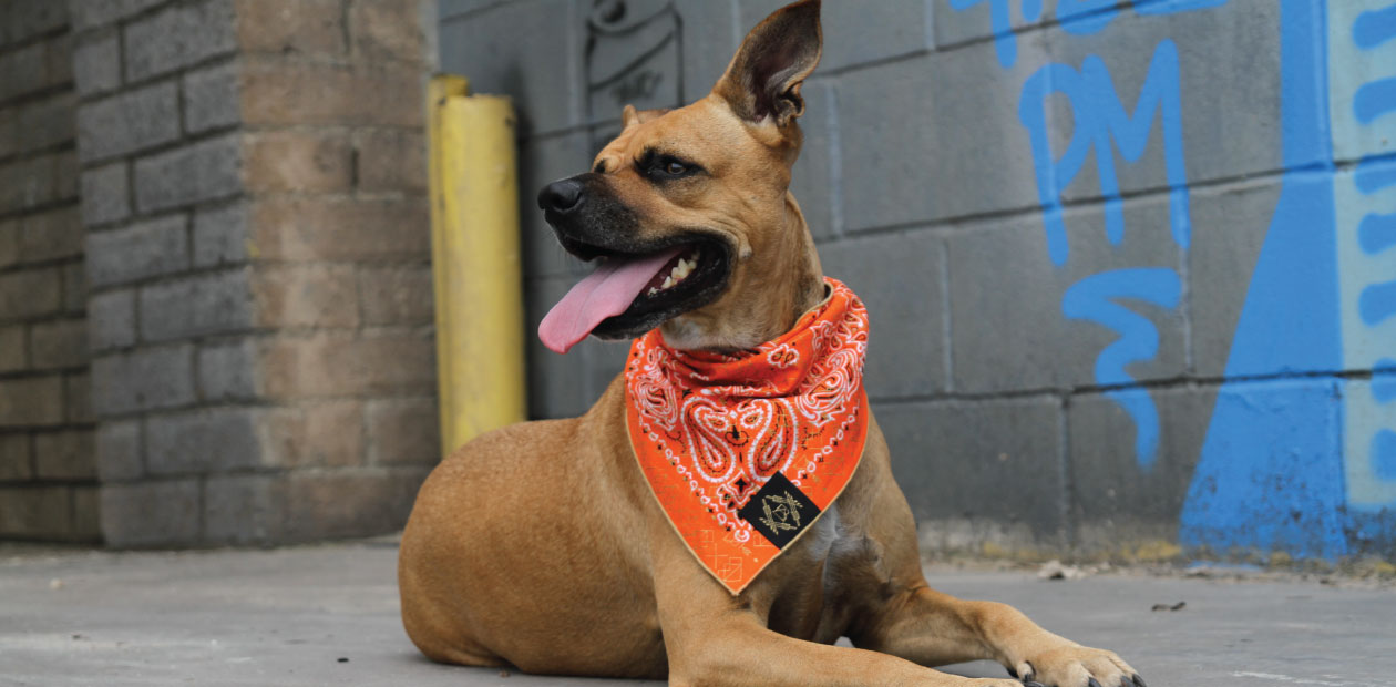 Boots & Arrow | DesignGood Portfolio