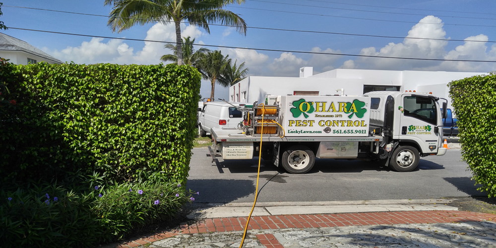 O'Hara Pest Control Gets Rid Of Bed Bugs, Roaches, and Rodents in ...