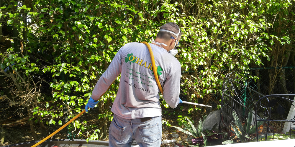 O'Hara Pest Control Gets Rid Of Bed Bugs, Roaches, and Rodents in ...