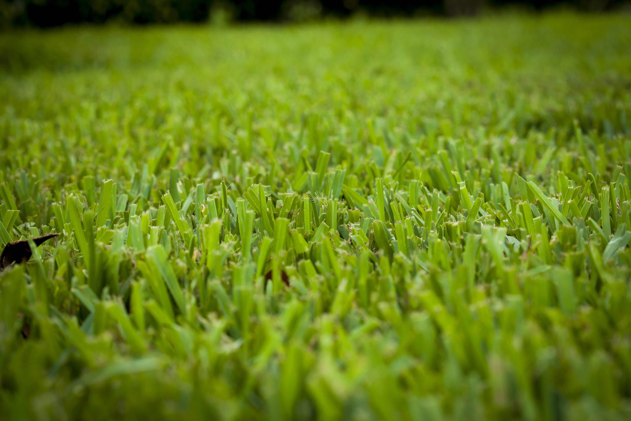 What Is Verticutting for Your Lawn?