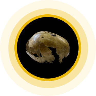 Neanderthal DNA Report | Neanderthal Ancestry Test | Genomelink