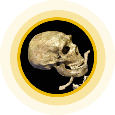 Neanderthal DNA Report | Neanderthal Ancestry Test | Genomelink