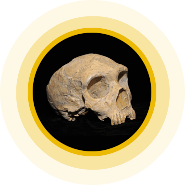 Neanderthal DNA Report | Neanderthal Ancestry Test | Genomelink