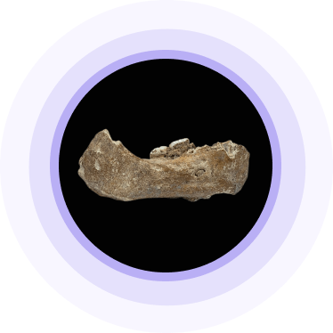 Neanderthal DNA Report | Neanderthal Ancestry Test | Genomelink