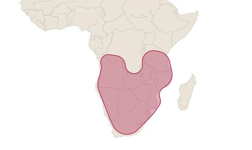African Heritage DNA Report | African Ancestry Test | Genomelink