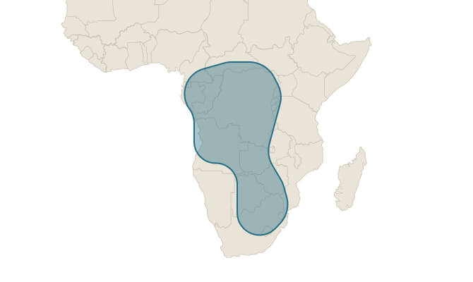 African Heritage DNA Report | African Ancestry Test | Genomelink