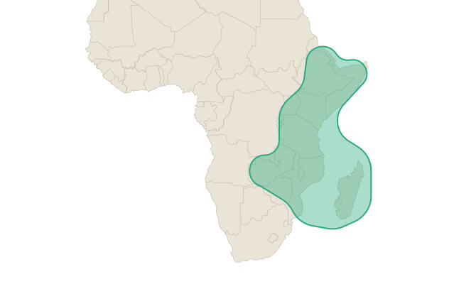 African Heritage DNA Report | African Ancestry Test | Genomelink