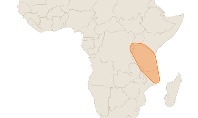 African Heritage DNA Report | African Ancestry Test | Genomelink