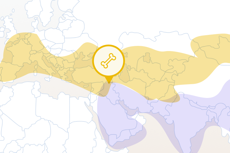 Neanderthal DNA Report | Neanderthal Ancestry Test | Genomelink