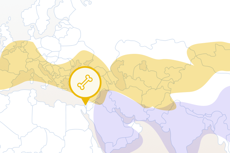 Neanderthal DNA Report | Neanderthal Ancestry Test | Genomelink