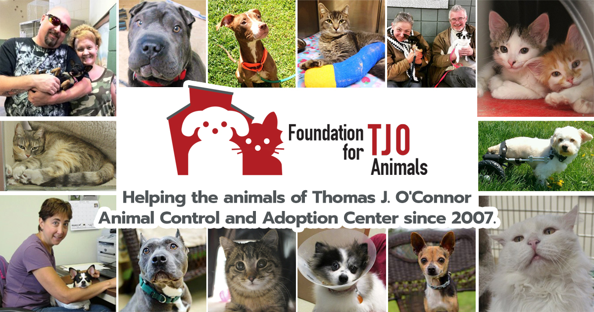Foundation For TJO Animals | Springfield, MA