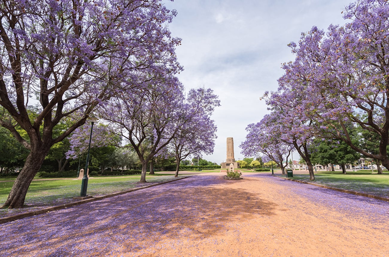 Spotlight on Dubbo | Dentist Jobs Australia
