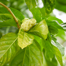 Seasonal Allergy Calendar - Aspire Allergy & Sinus