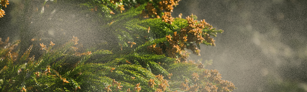 Cedar or Juniper Allergies: Symptoms, Treatment & Prevention