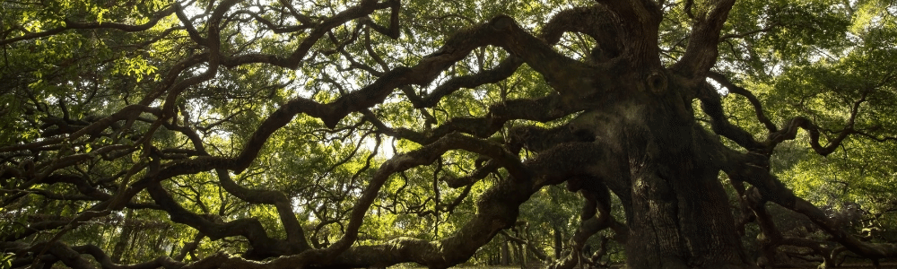 Surviving Oak Allergy Season: Symptoms, Relief, & Treatment