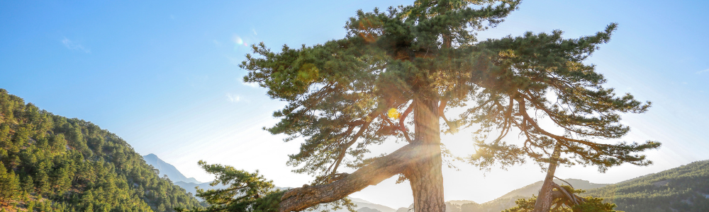 Juniper (Cedar) Allergies: Symptoms & Treatment