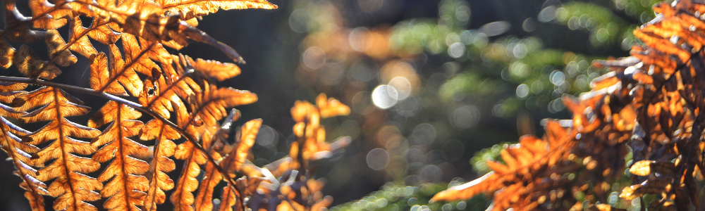 What Are The Top Allergens In October Across The Country?