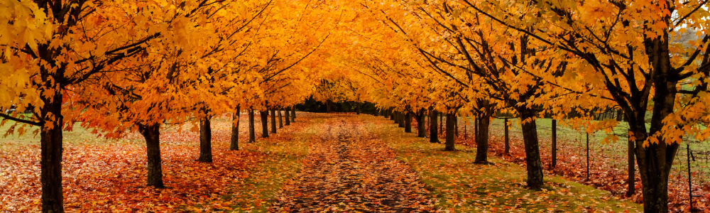 What Are The Top Allergens In November Across The Country?