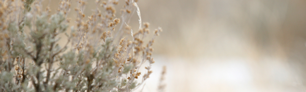 All About Sagebrush: Symptoms, Prevention, and Treatment
