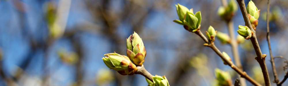 What Are The Top Allergens in April Across the Country?