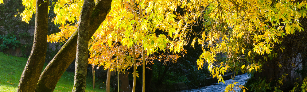 All About Ash Tree Allergies