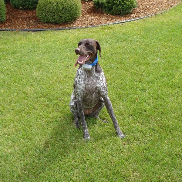 Receivers | Dog Guard of Wisconsin