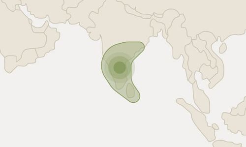 Asian DNA Report | Asian Ancestry Test | Genomelink
