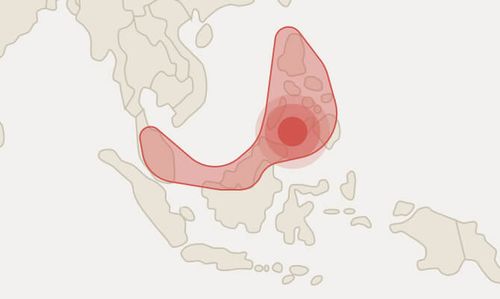 Asian DNA Report | Asian Ancestry Test | Genomelink
