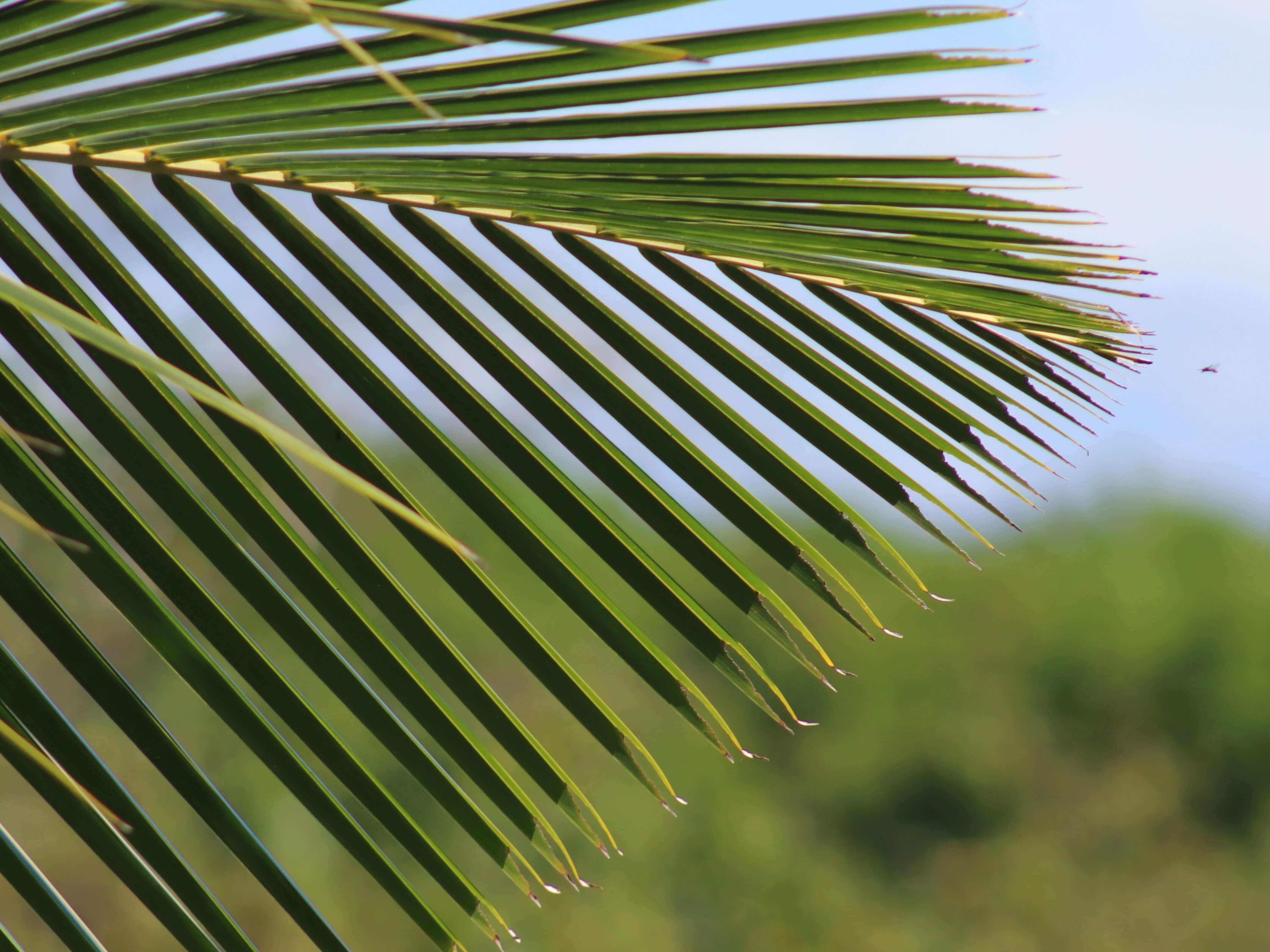 12 Samoan Words and Expressions You Should Know - Drops