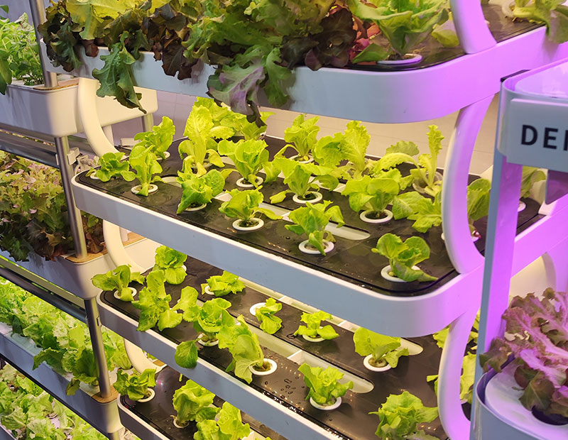 ExpoGo | Chinese Products Expo | New Zealand