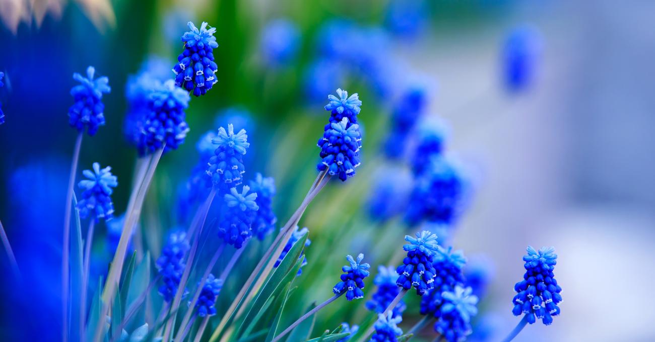 Blue Plants & Flowers For Cool Gardens | Retire Fearless