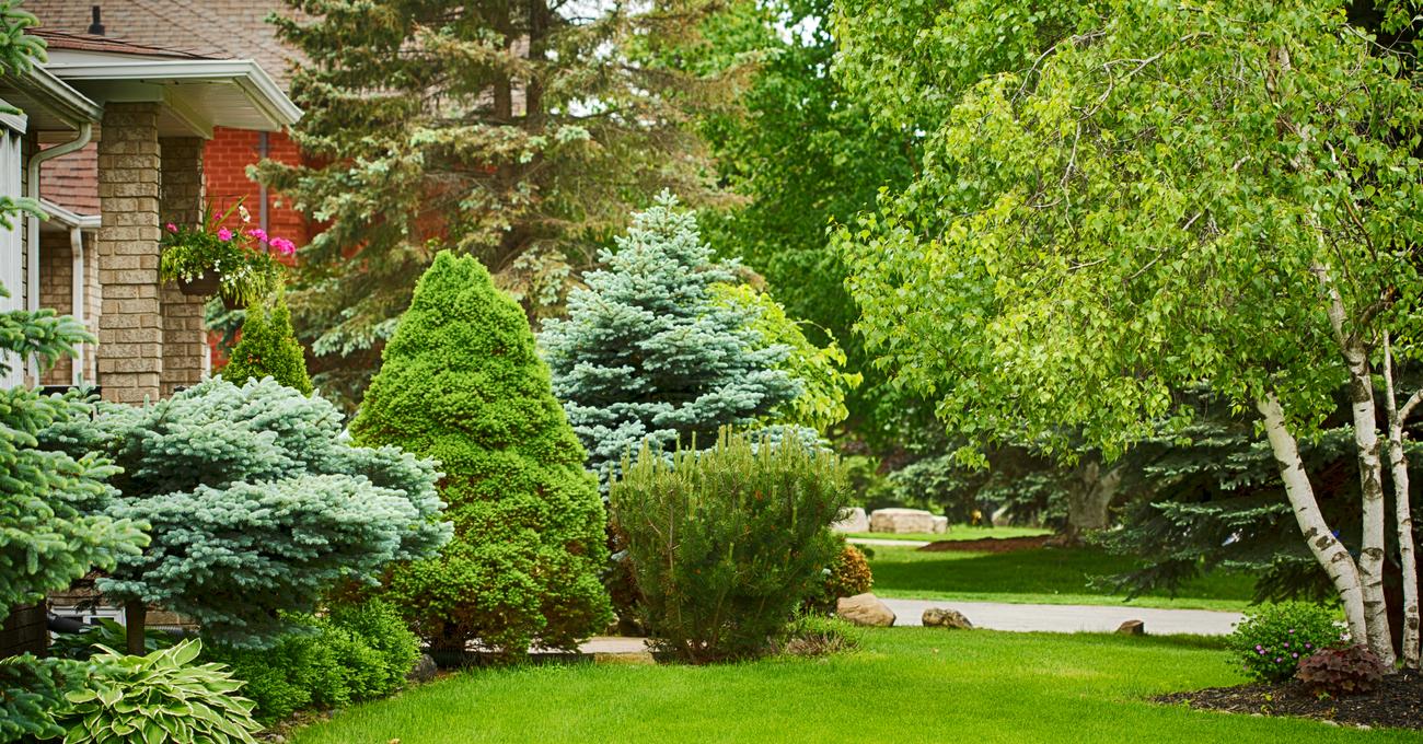 Best Trees for Large Gardens | Retire Fearless