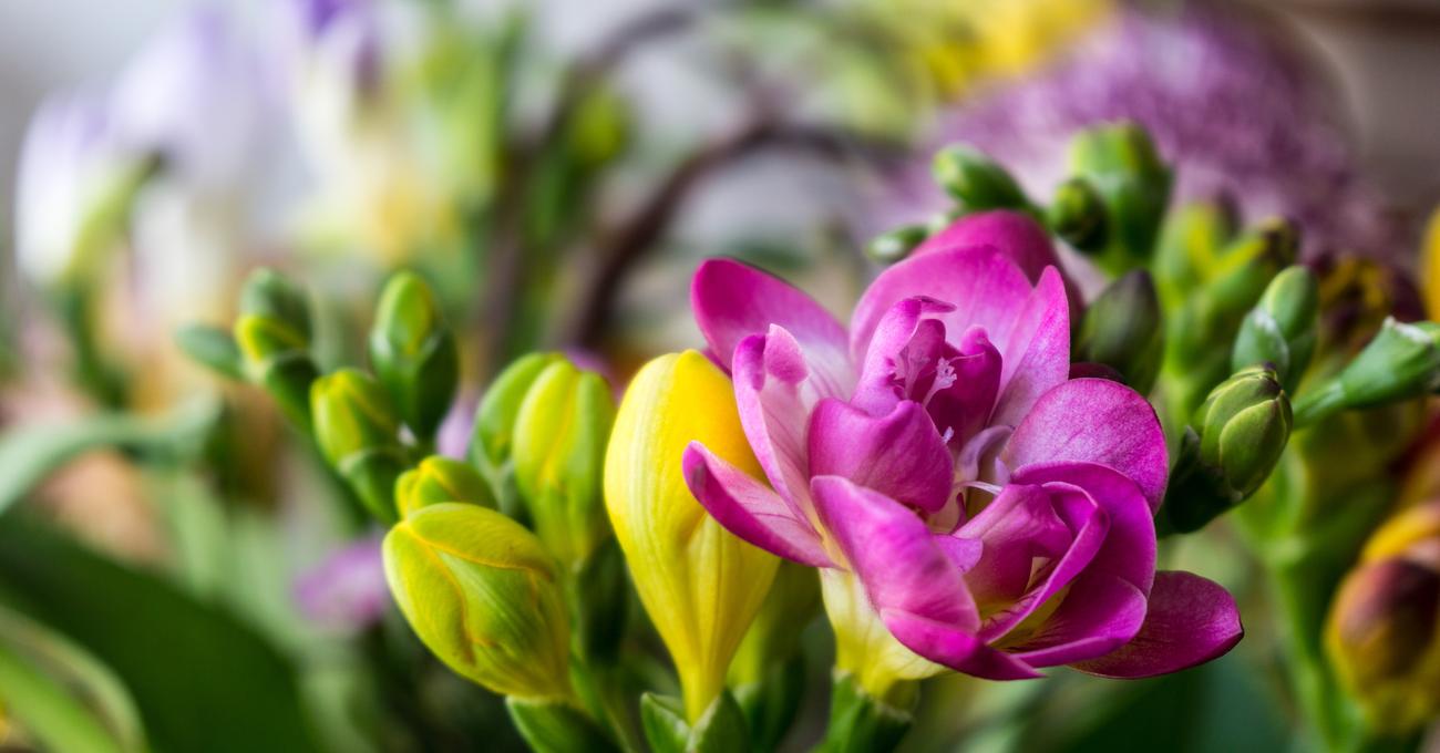 Freesia Flowers: How To Grow & Care For These Plants