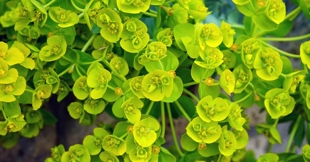 Spurge Plants (Euphorbia): How To Grow & Care | Retire Fearless