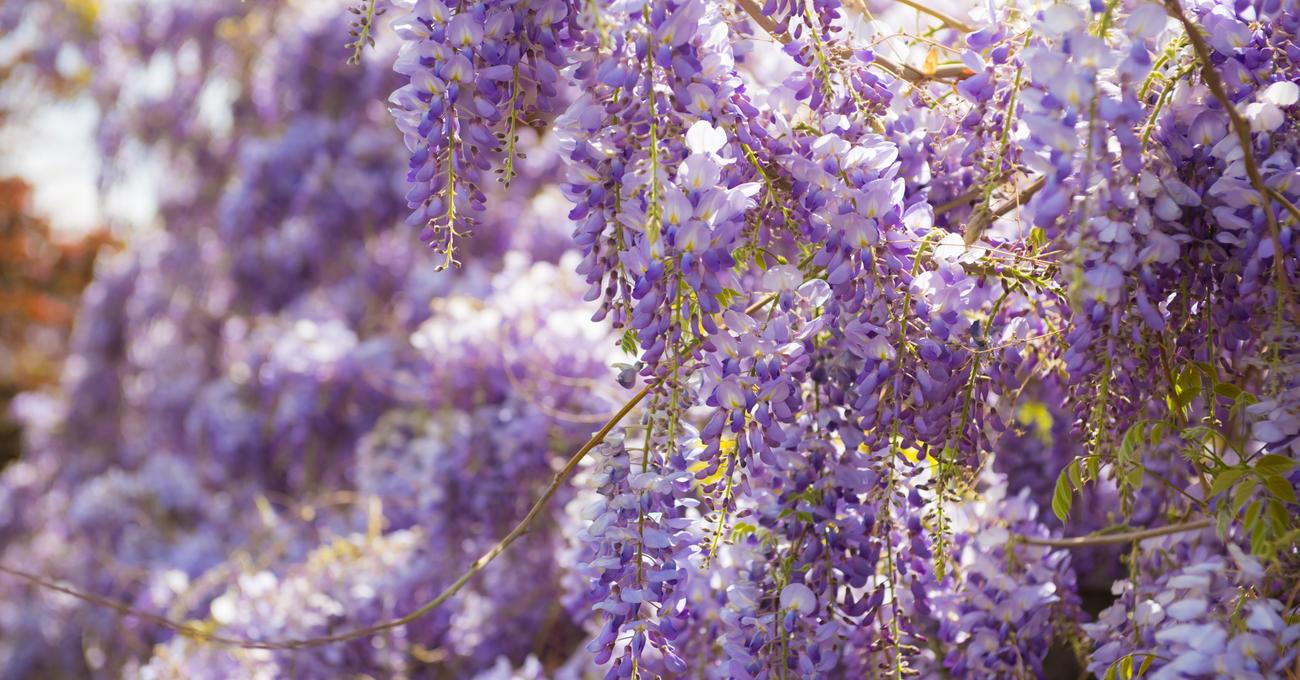 Types of Wisteria & How To Choose | Retire Fearless