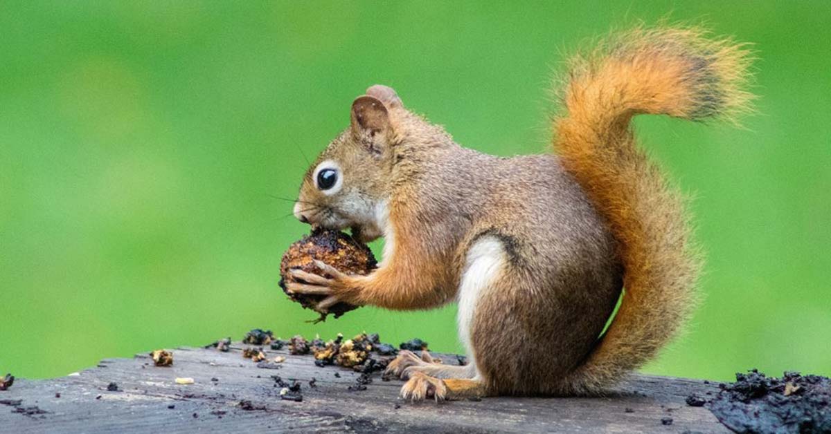 How To Get Rid Of Squirrels | Retire Fearless