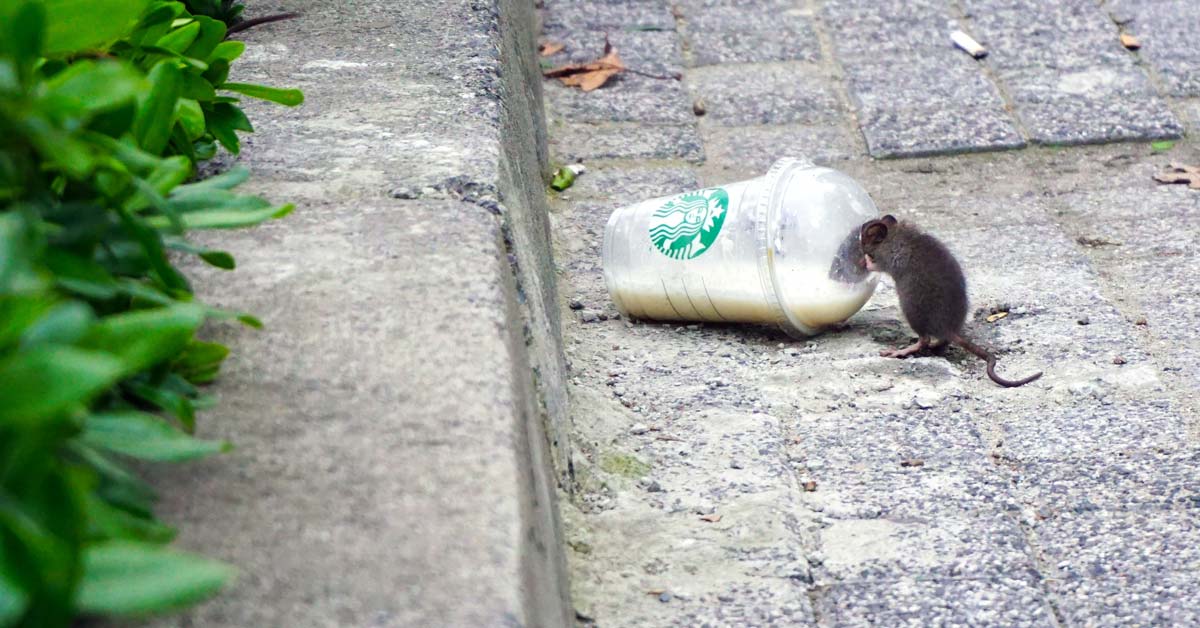 How To Get Rid of Roof Rats | Retire Fearless