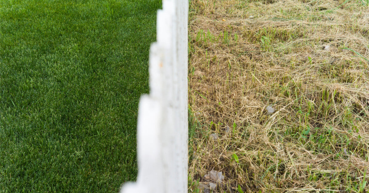 Why Is My Lawn So Thin? (Plus How To Fix It) | Retire Fearless