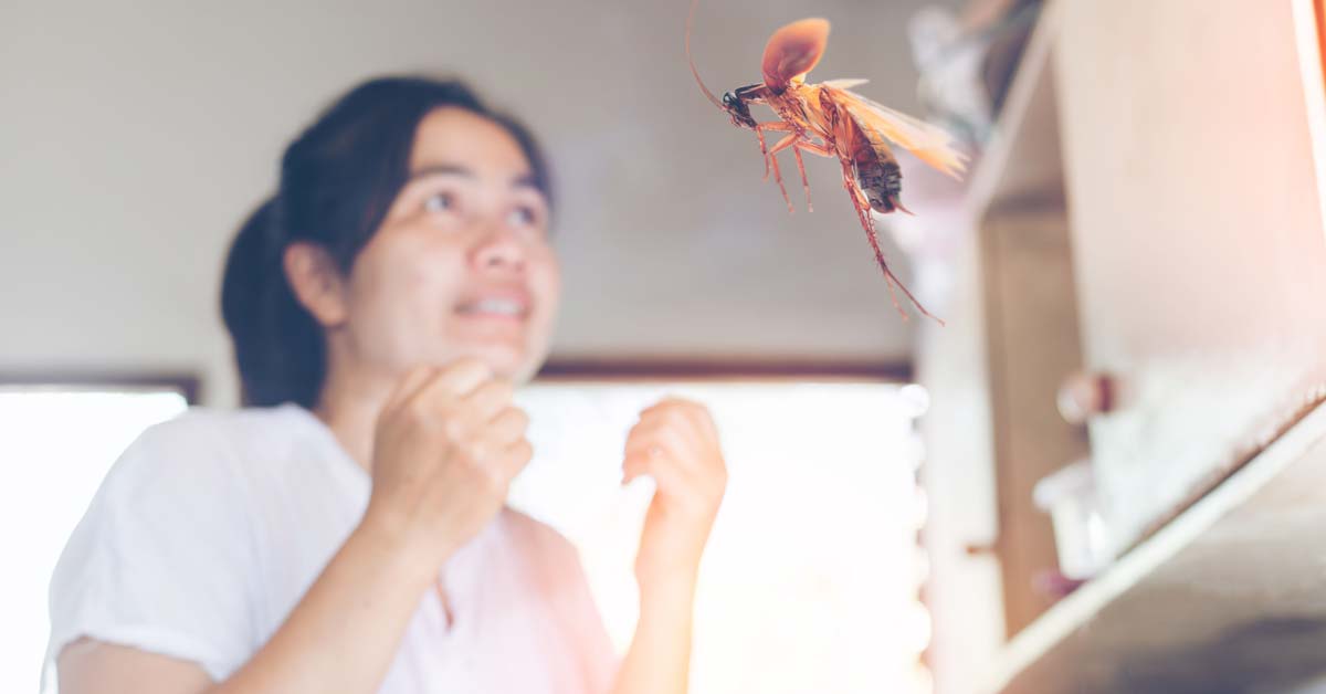 How To Get Rid Of Flying Roaches | Retire Fearless