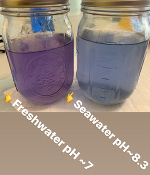 Snack-Sized Science: pHabulous pHun with pH