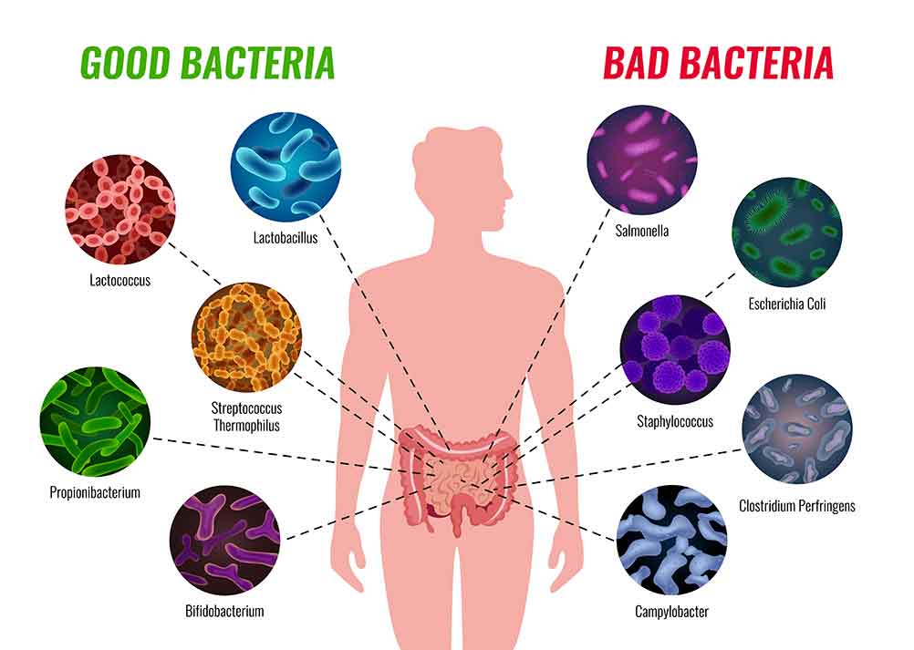Microbiota: cos’è, dove si trova | Mario Negri