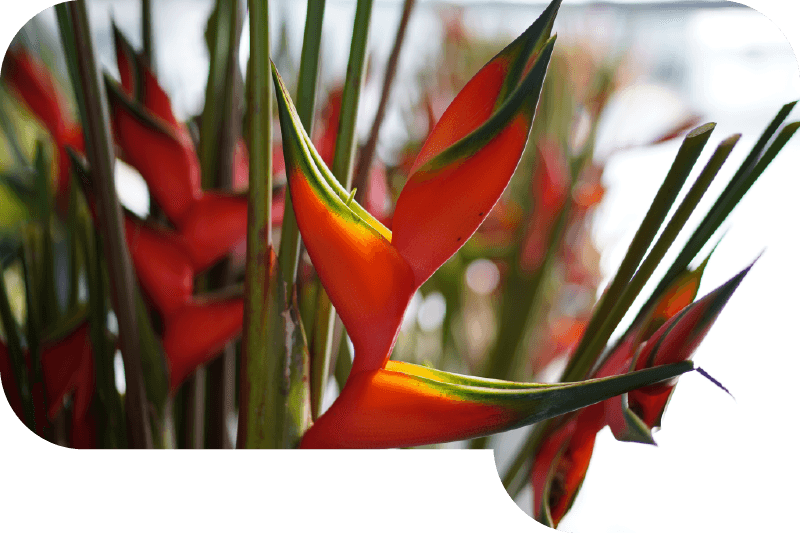 HFNA - Hawaii Floriculture and Nursery Association