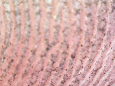 Drinking Water Case Study: Black Particles and Black Drinking Water