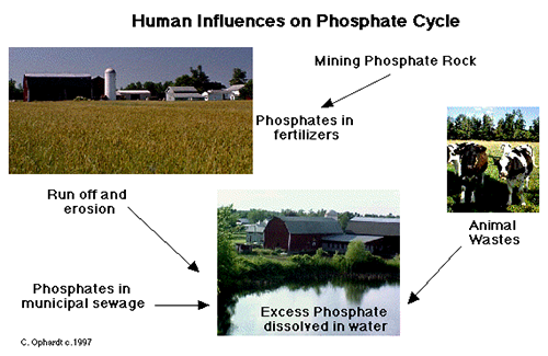 Surface Water: Phosphate the Fertilizer Promoting Stream Degradation