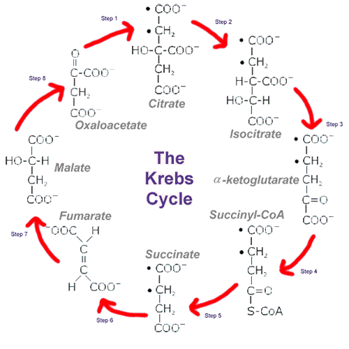 Surface Water: Phosphate the Fertilizer Promoting Stream Degradation